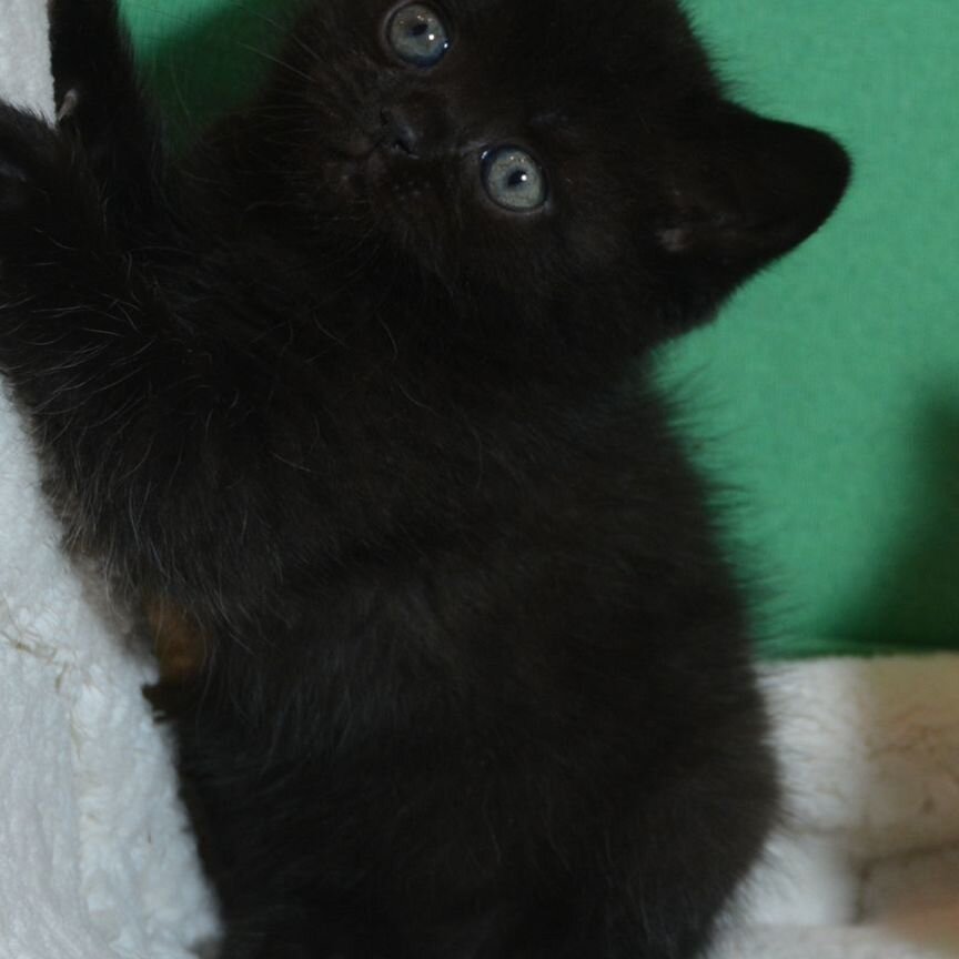 Черный британский кот