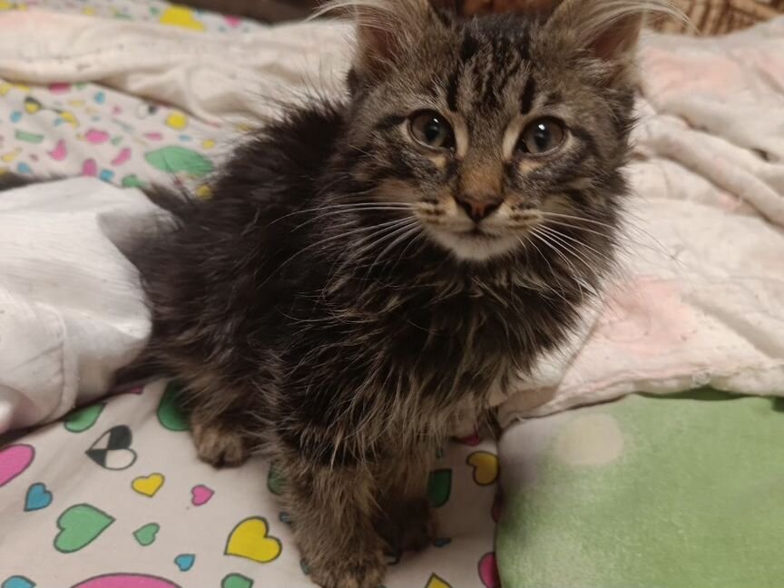 Котенок мейкун