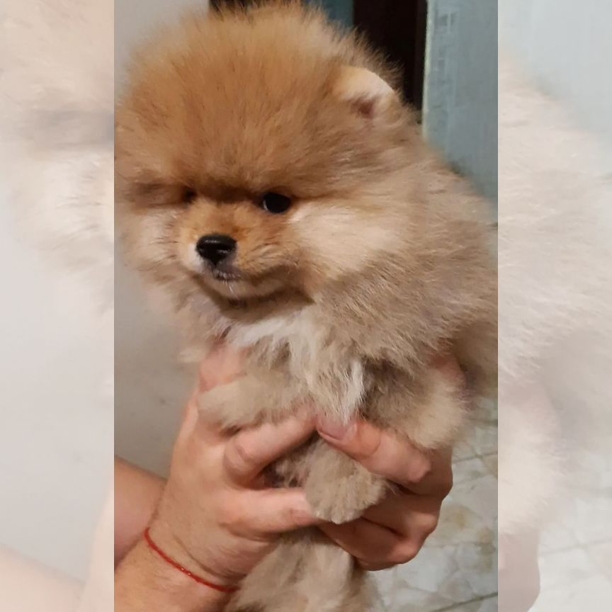 Померанский шпиц, щенок