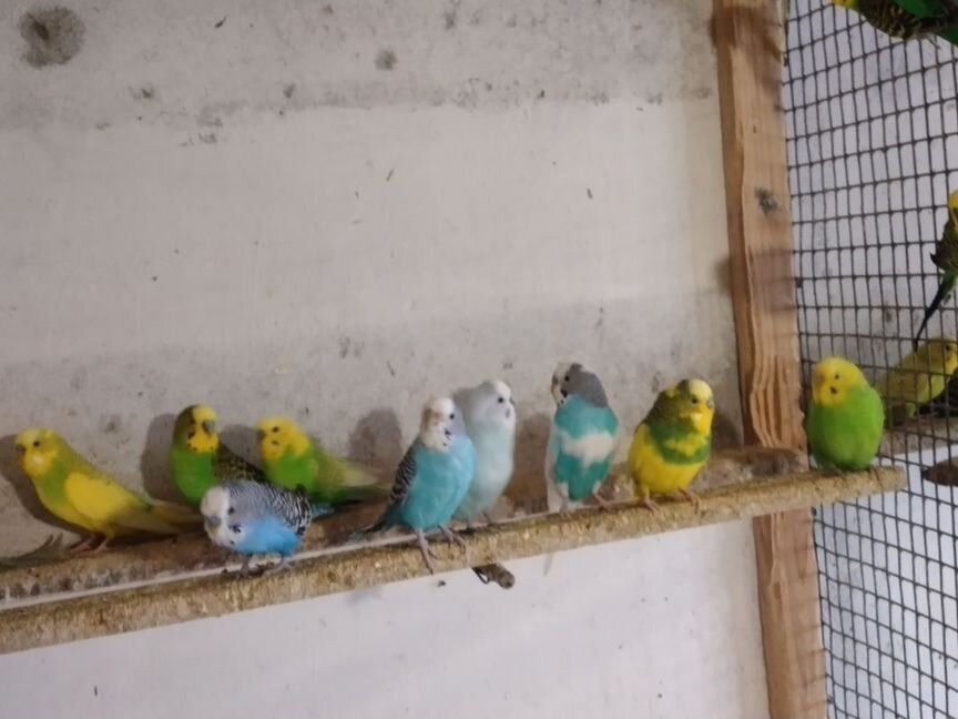 Волнистый попугай