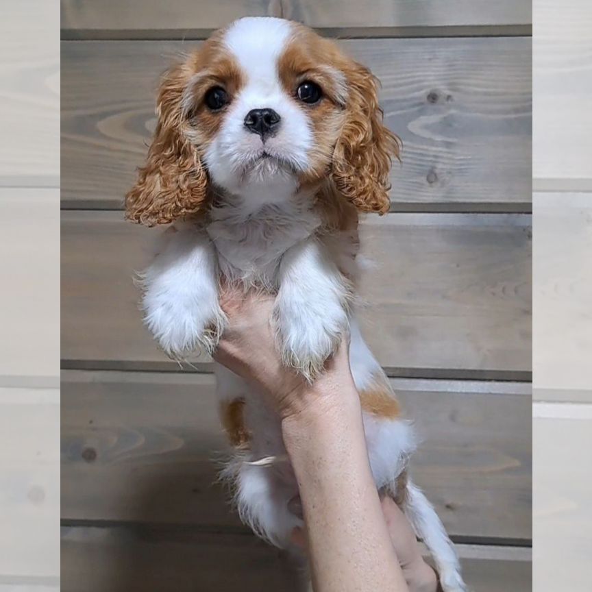 Кавалер кинг-чарльз-спаниель, щенок