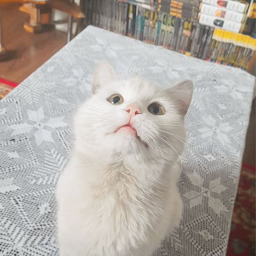 Белоснежная киса в добрые руки