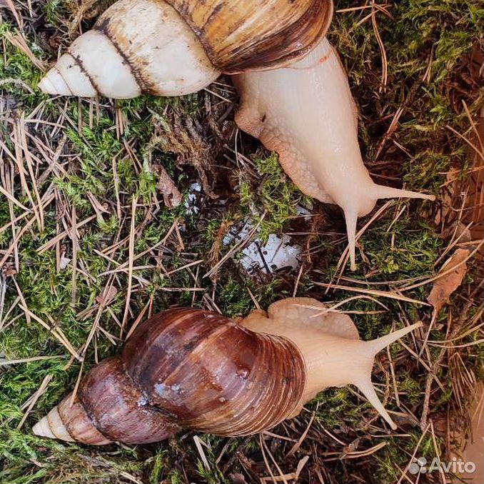 Улитки ахатины альбино