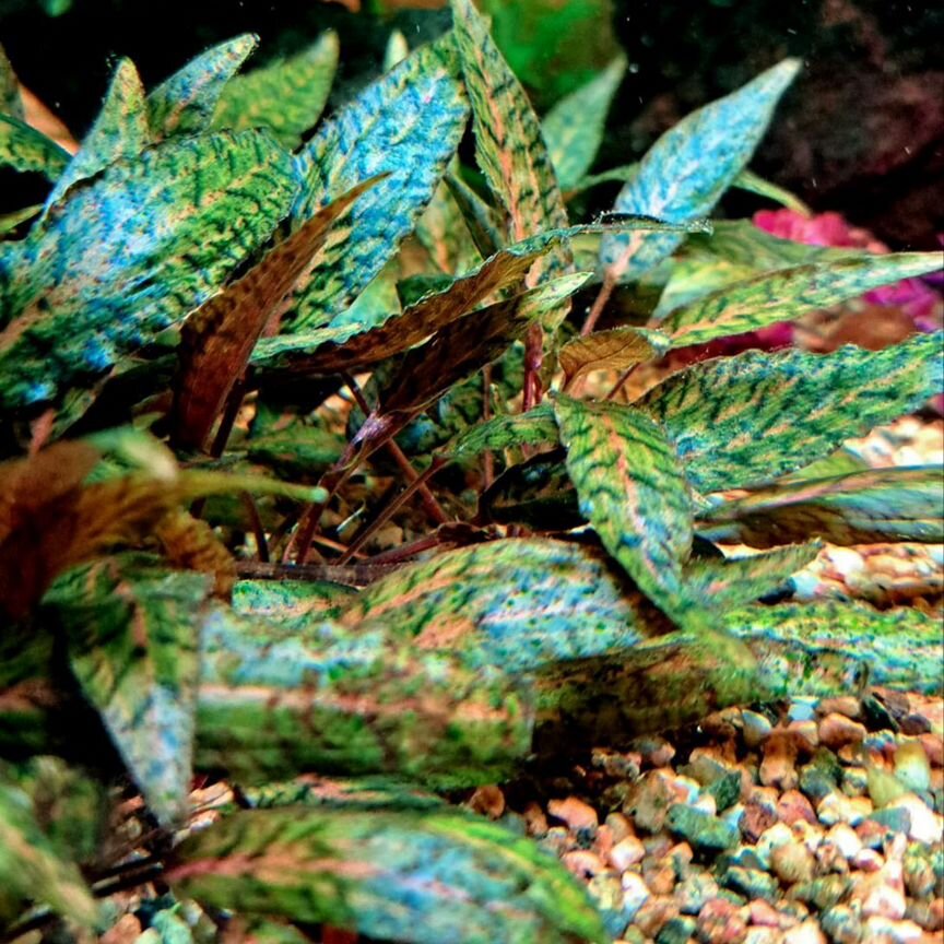 Растение в аквариумное