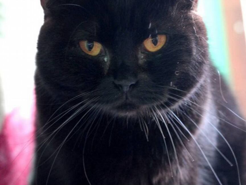 Красивые хвостики в добрые руки