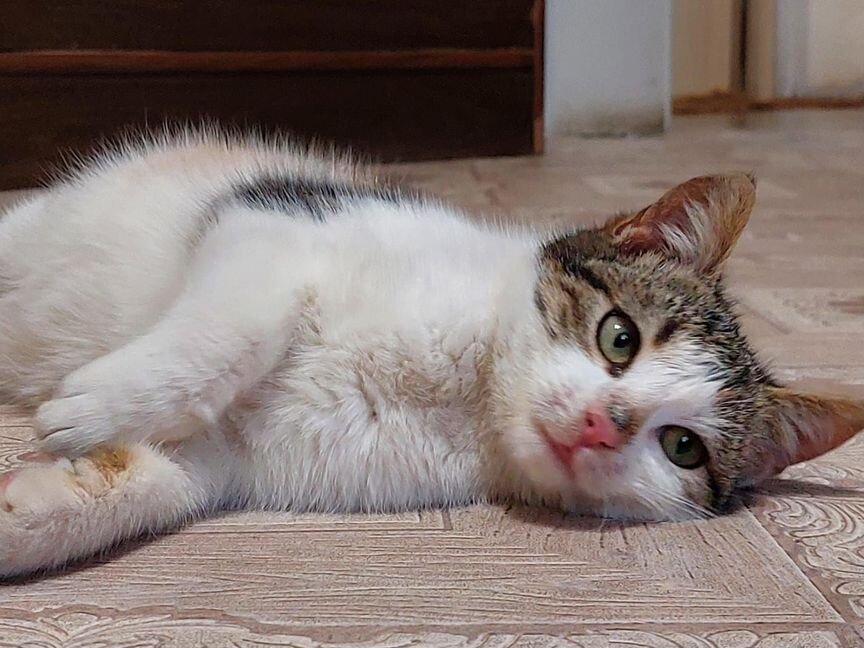 Трехцветный котенок девочка