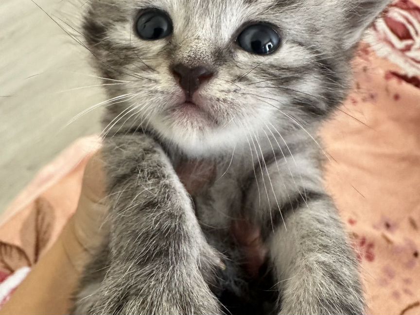 Отдам британских котят