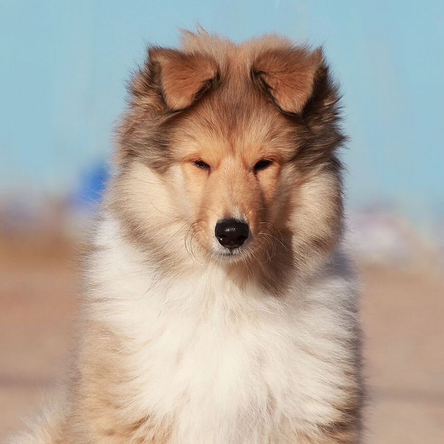 Щенок колли