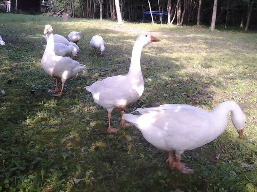 Гуси датский легард (обмен на зерно)