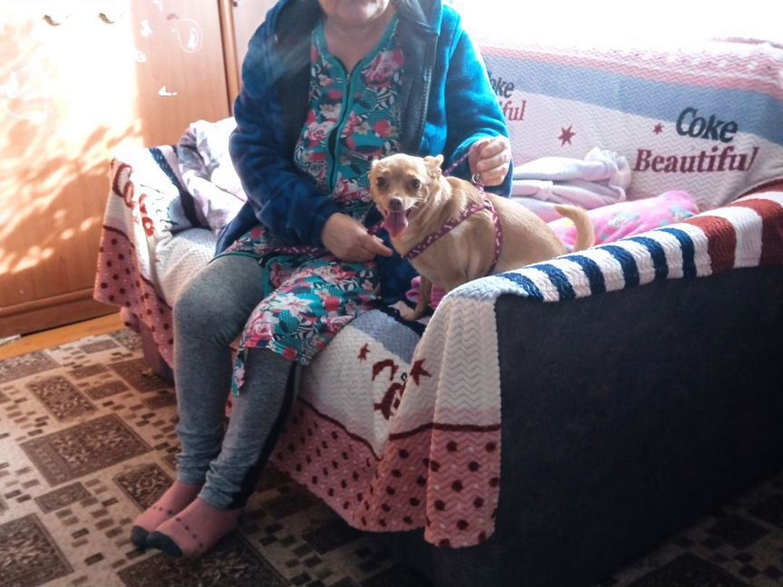 Русский той-терьер, вязка