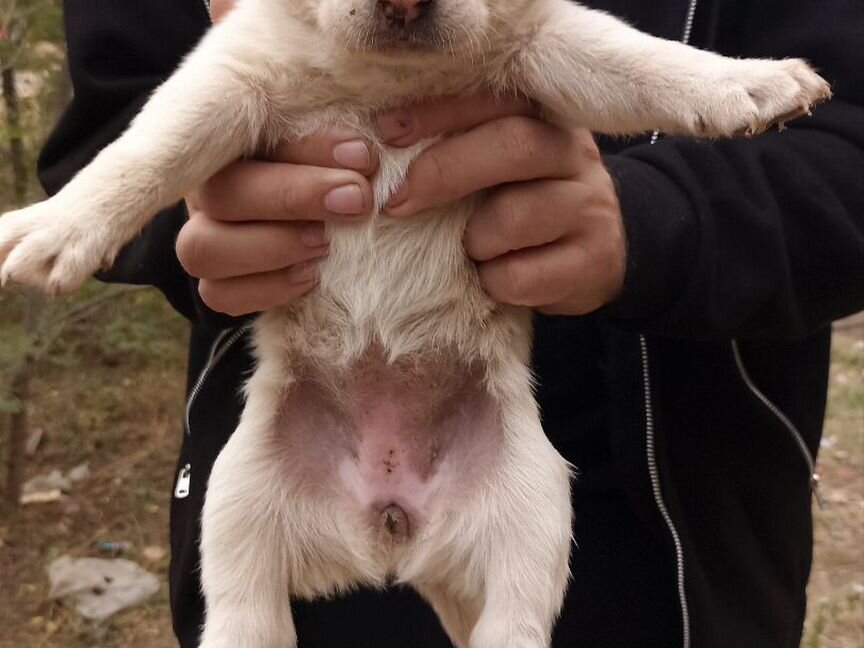 Щенки малыши бесплатно, лучше спаси, чем купи