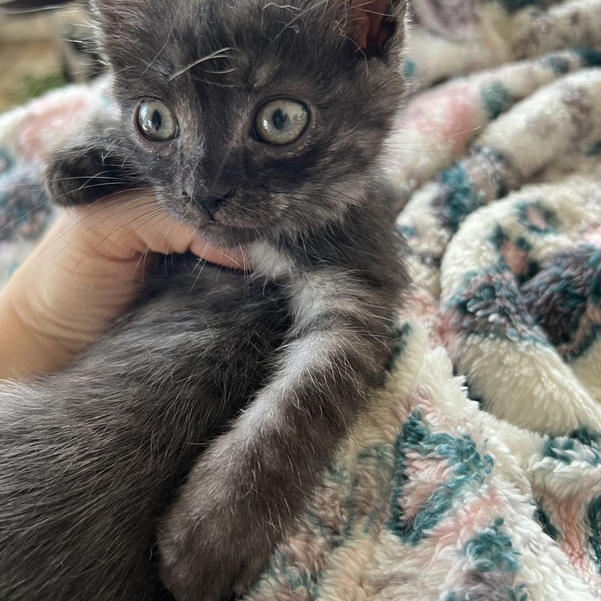 Котята Отдам Севастополь