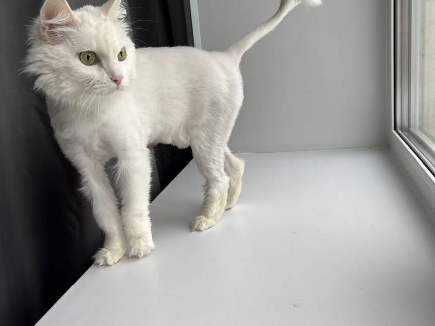 Кошка Турецкая ангора