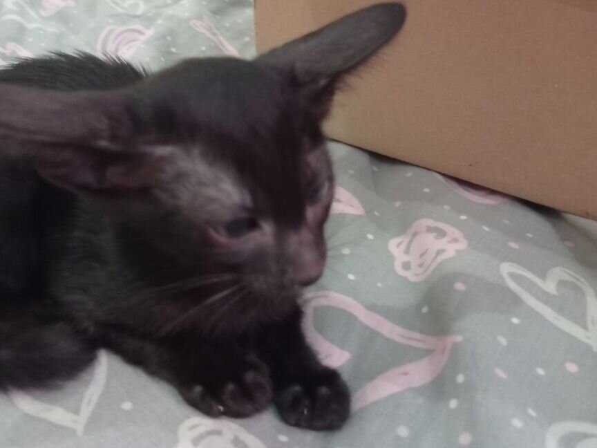 Ориентальная