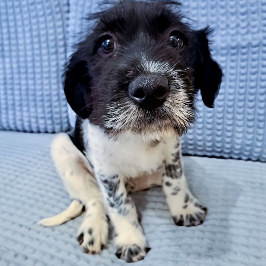 Щенок в добрые руки