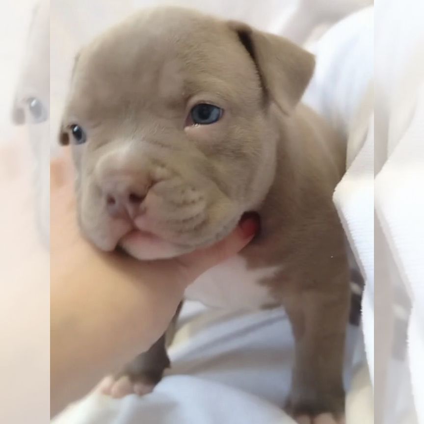 Американский булли, щенок