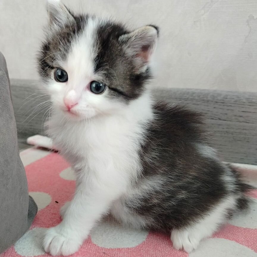 Котёнок в добрые руки