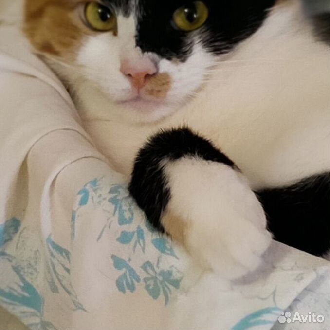 Варя ищет семью