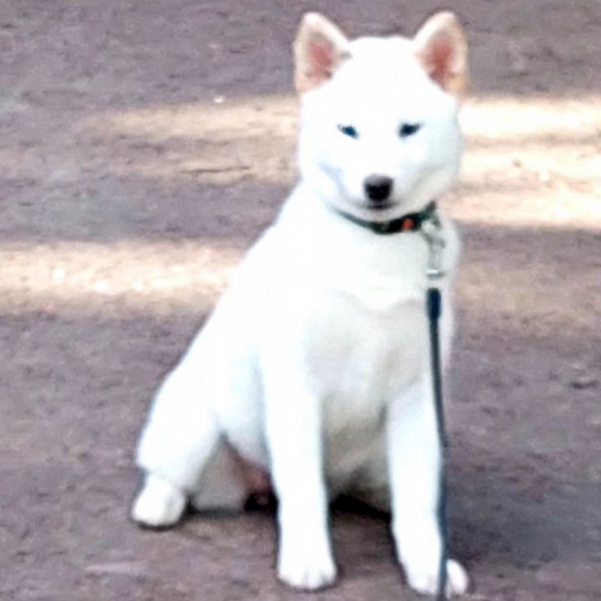 Сиба-ину, щенок