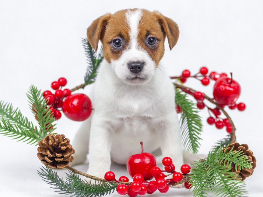 Щенки РКФ малыши лучших кровей