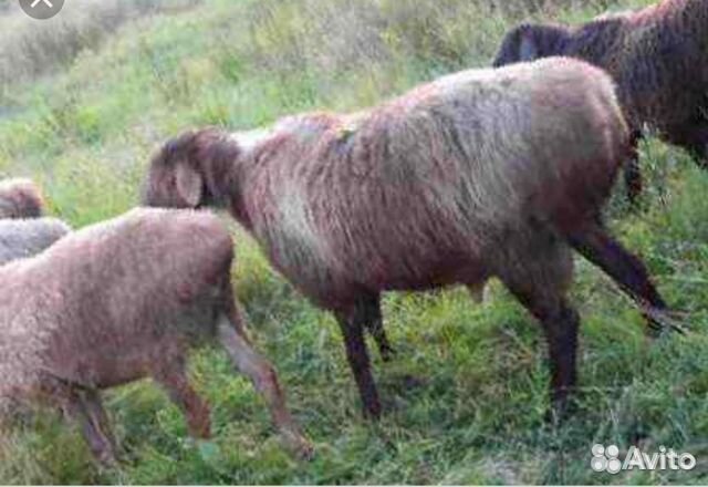 Бараны 220 Живой вес