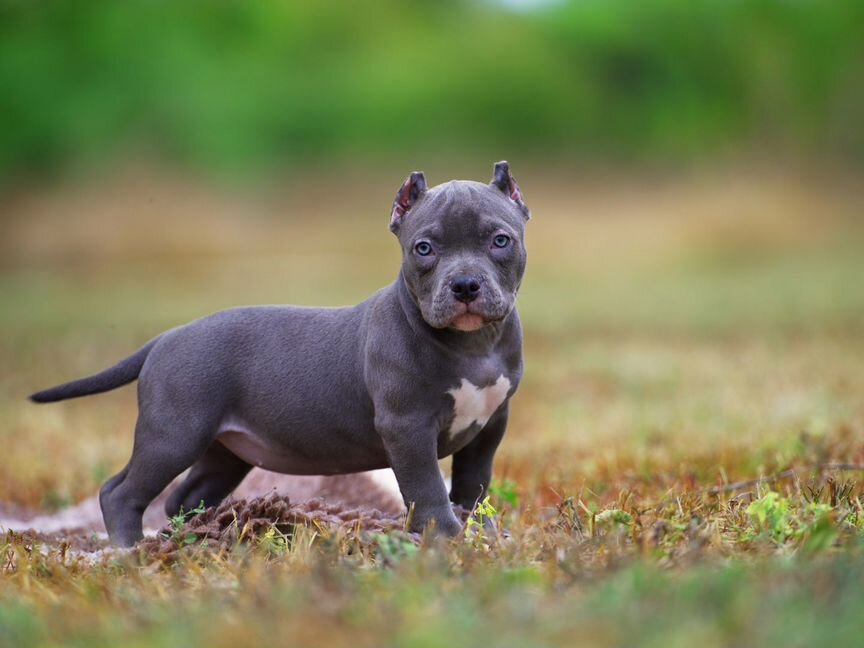 Американский Булли голубая девочка 2,5 месяца