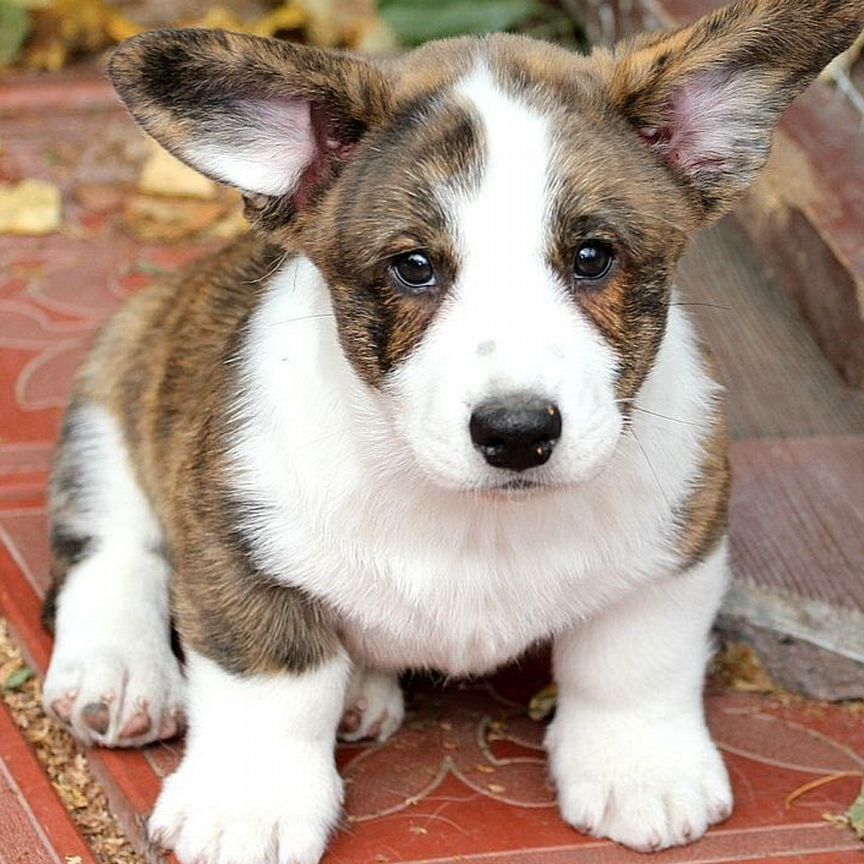 Вельш-корги кардиган