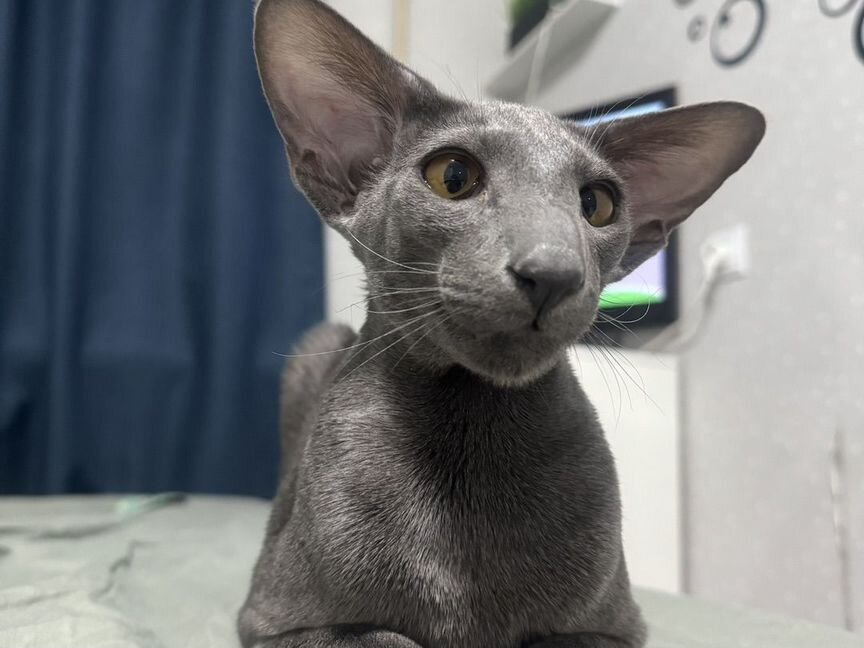 Ориентал-экстрим подрощенный