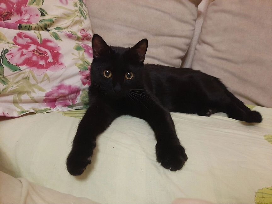 Кот в добрые руки