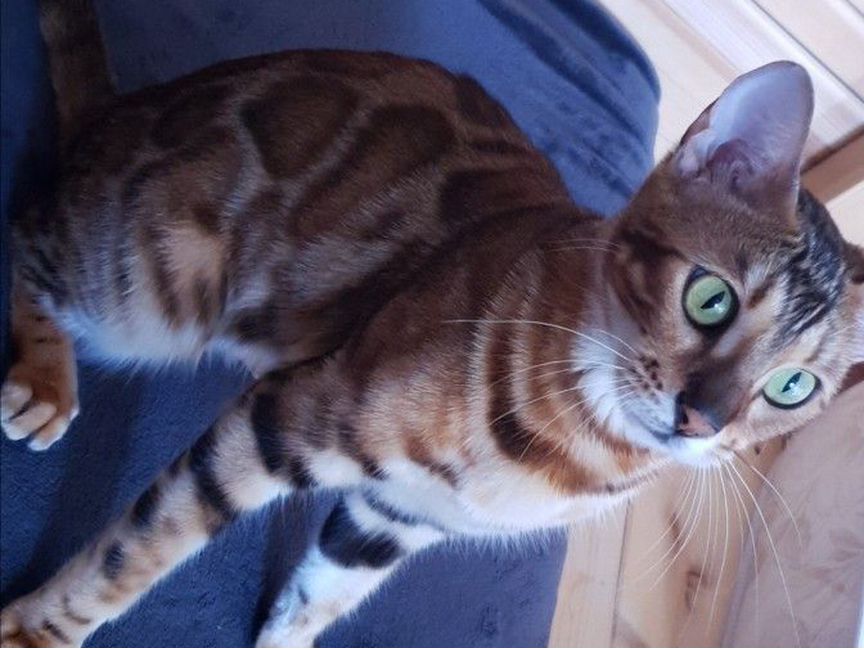 Бенгальская кошка
