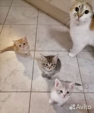 Шотландские котята