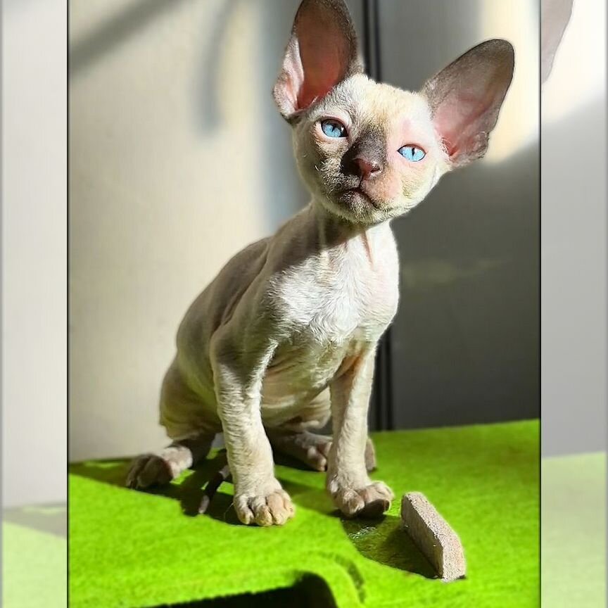 Корниш-рекс котёнок