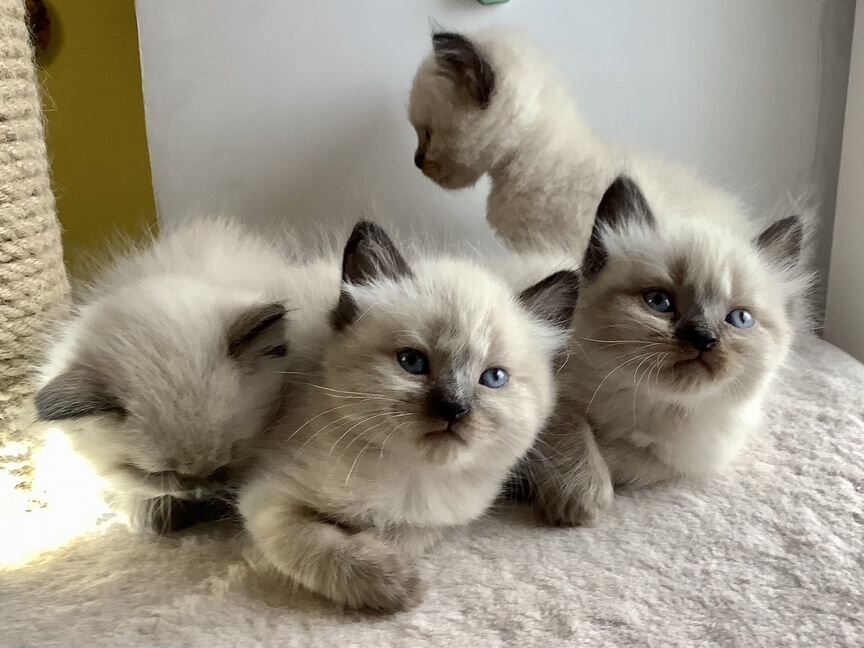 Балинезийские котята