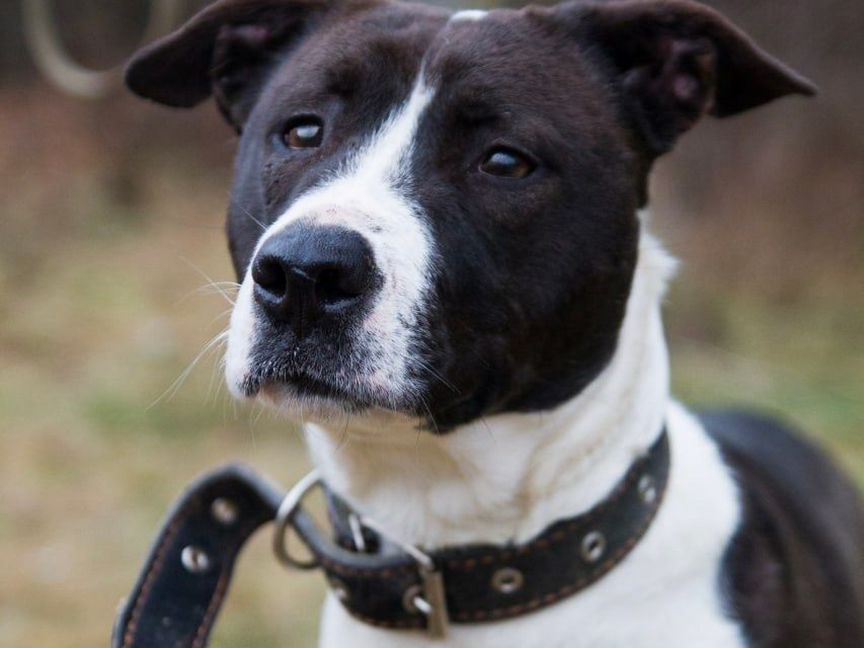 Стаффордширский терьер в добрые руки