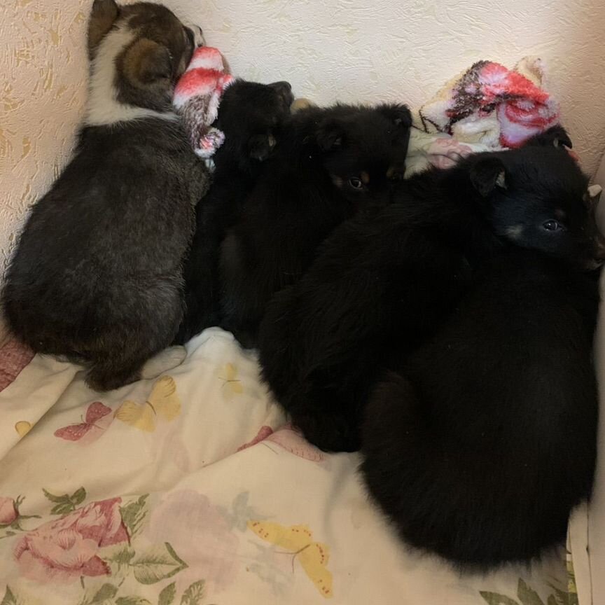 Щенки в добрые руки даром