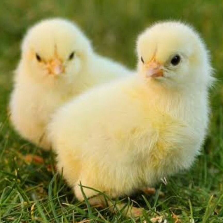 Цыплята бройлеры