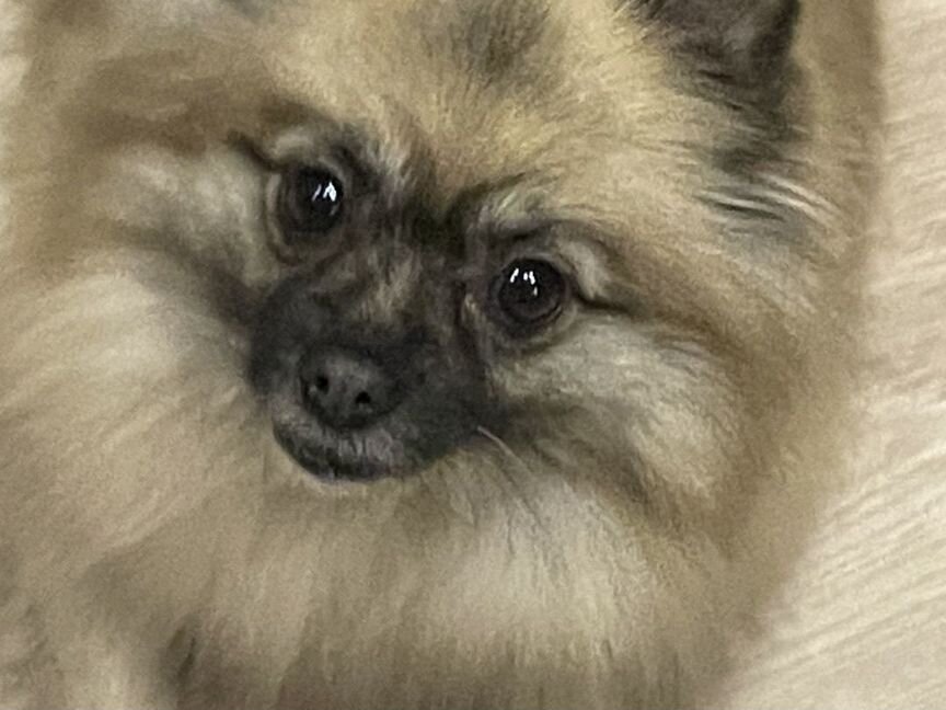 Немецкий шпиц девочка