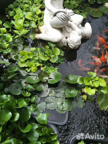 Рыба комета