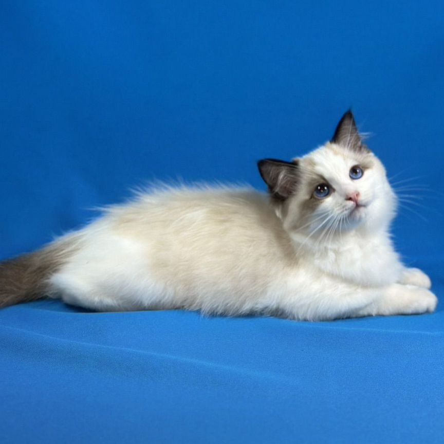 Рэгдолл котёнок