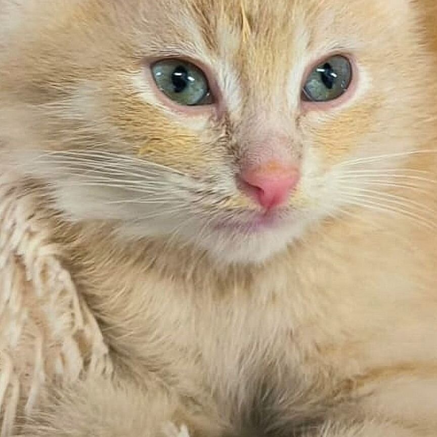 Котик 2.5-3 месяца