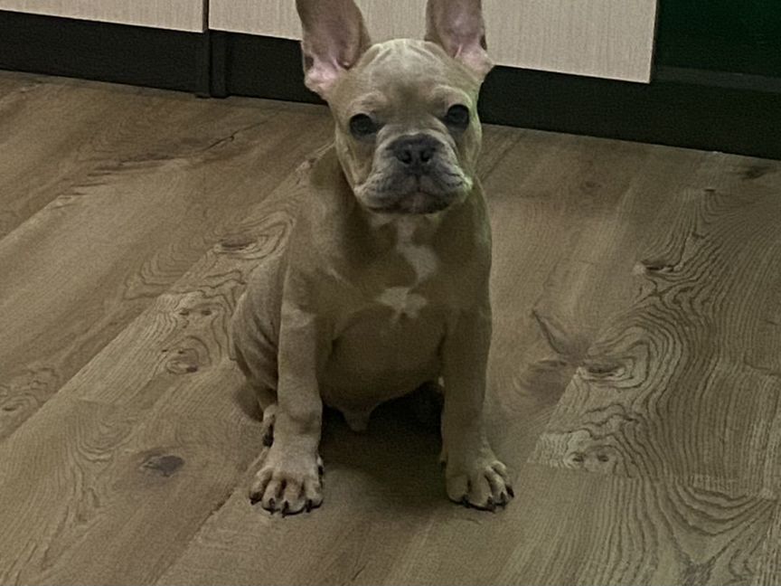 Французский бульдог