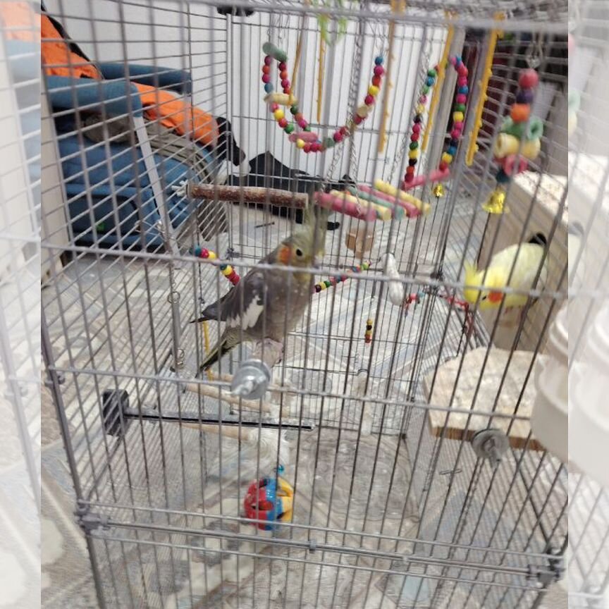 Попугай Sultan Papaan