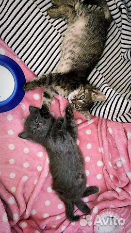 Котята отдам в Заботливые Ручки