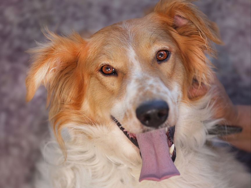 Собака в добрые руки