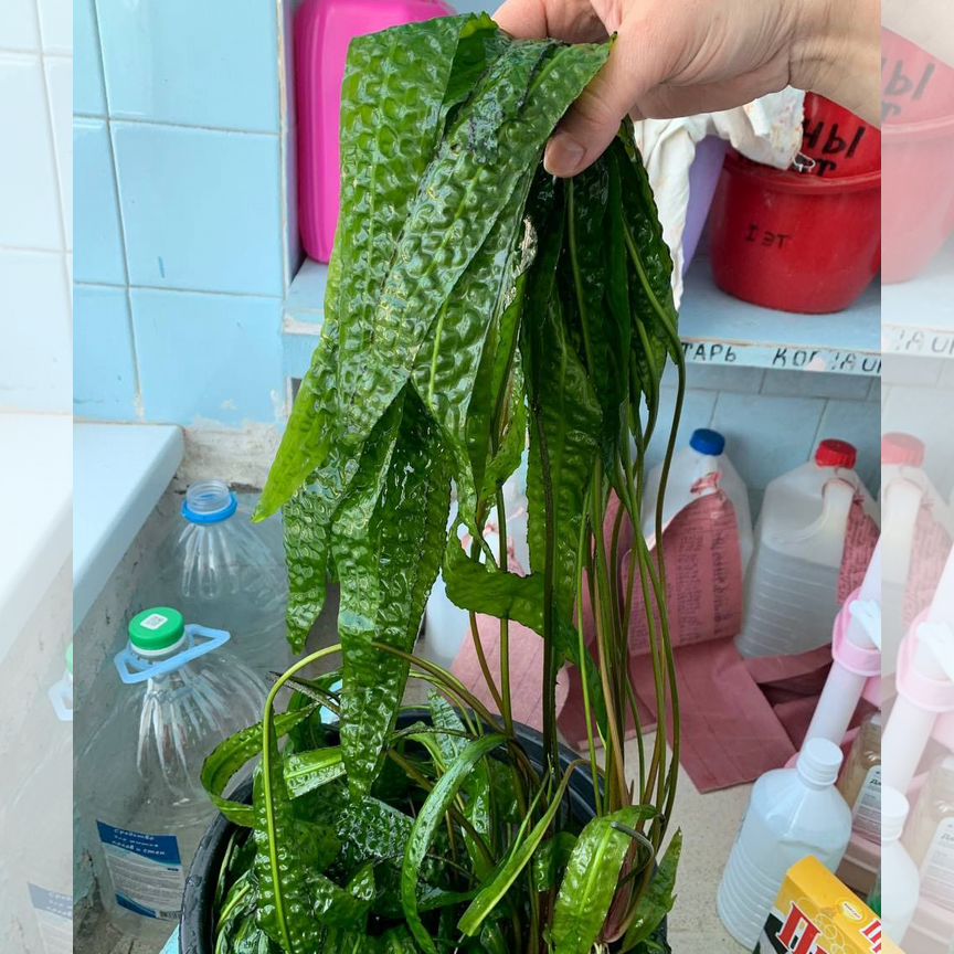 Живые водоросли