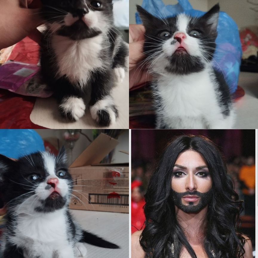 Котята неопределённого пола