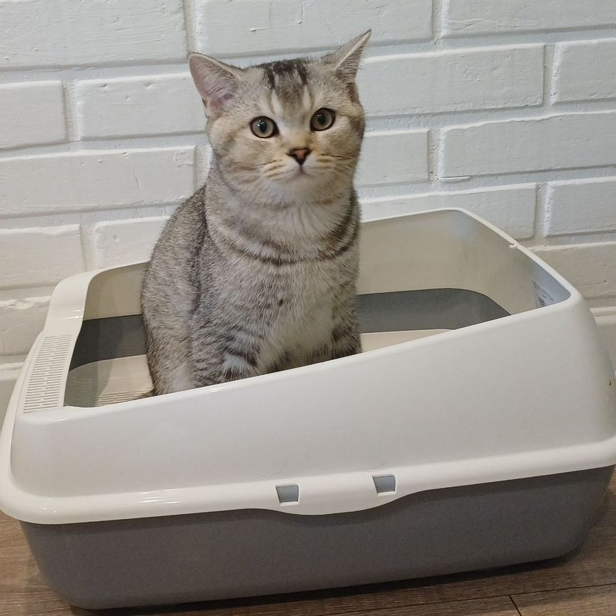 Лоток для средних кошек