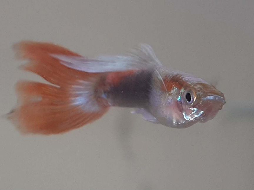 Аквариумные рыбки гуппи, самцы и самки