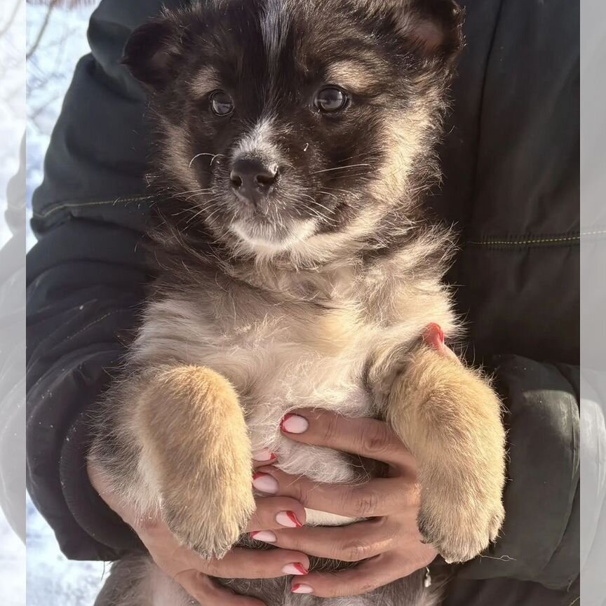 Щенок в добрые руки