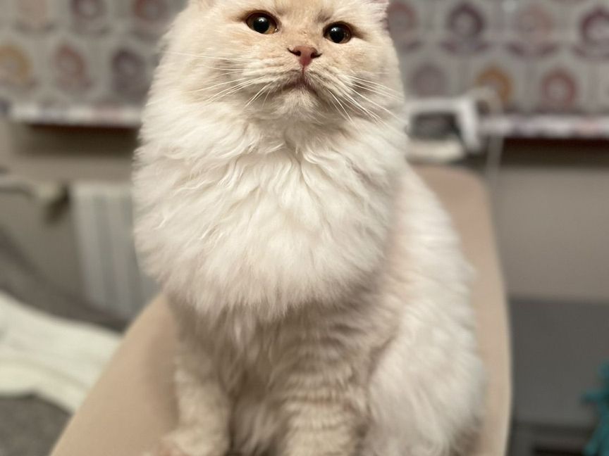 Сибирские котята